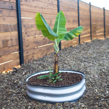 Metal Tree Surrounds
